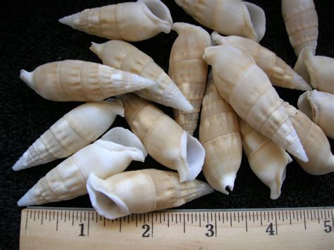 50 Real Cerith Sea Shells Arts Crafts Wedding Jewelry Seashell Scrapbook Art Craft Etsy