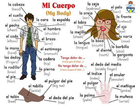 Female Body Parts In Spanish