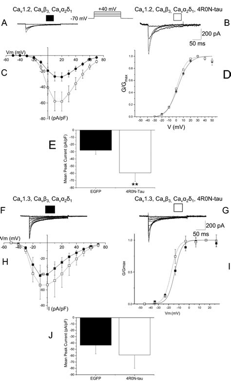 Co Expression Of 4r0n Tau Augments Macroscopic Cav12 Mediated L Type Download Scientific