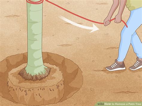 Ways To Remove A Palm Tree WikiHow