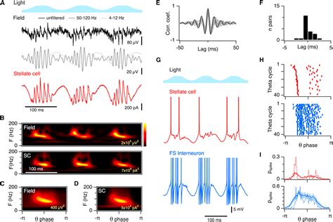Figure 1 From Feedback Inhibition Enables Theta Nested Gamma Oscillations And Grid Firing Fields