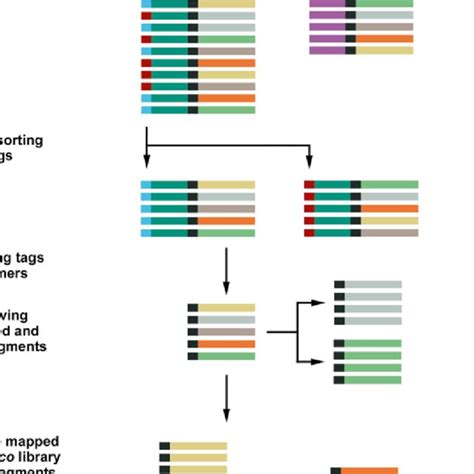 Pdf Detection Of Short Range Dna Interactions In Mammalian Cells