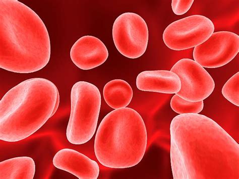 회춘의 열쇠 노인도 젊은이 피 수혈 받으면 다시 젊어진다 아주경제