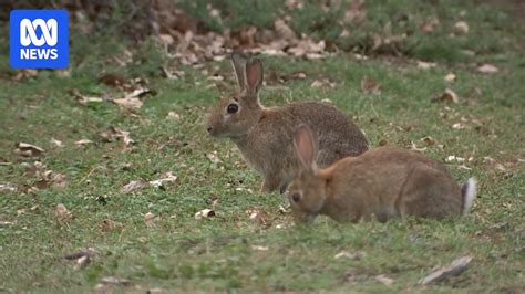 Australias Rabbit Invasion Began With 24 Bunnies Genetic Research