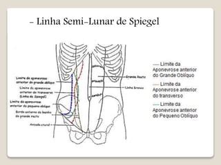 Pontos Fracos Da Parede Abdominal Pptx