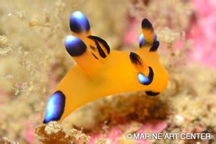 ウミウシってどんな生き物？～種類や見分け方を詳しく紹介｜marine Diving Web（マリンダイビングウェブ）