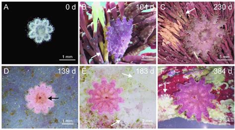 Herbivorous Juvenile Crown Of Thorns Sea Stars Acanthaster Sp Download Scientific Diagram