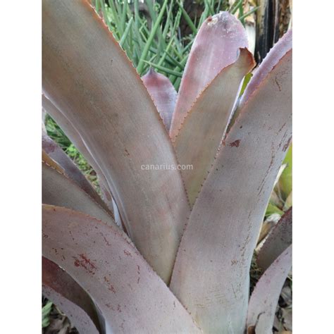 Buy Aechmea Mulfordii Rubra With Canarius