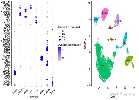 Umap的单细胞可视化效果比tsne好 知乎