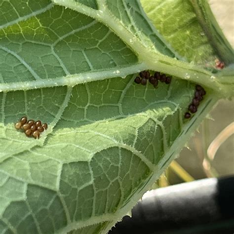 Tiny Eggs R Utahgardeners