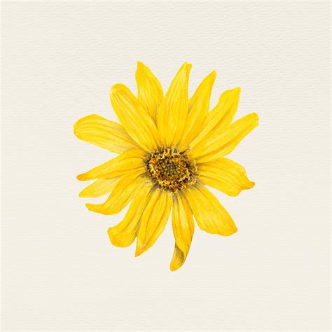 Vintage Arrowleaf Balsamroot Flower Illustration Free Photo