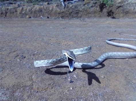 Cobra Dando Bote E Retratos Da Diversidade No Brasil Fotos Feitas Por