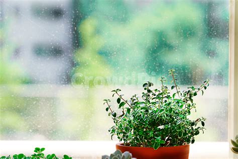 식물 생명 생물 잎 컬러 사진 이미지 일러스트 캘리그라피 Pb이로작가