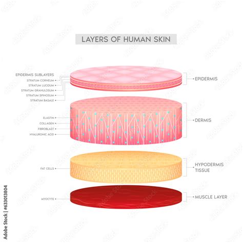 Layer Of The Human Anatomy Skin Dermis Epidermis Adipose Layers