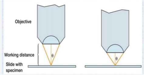 Microbiology Lab Microscopy General Staining Flashcards Quizlet