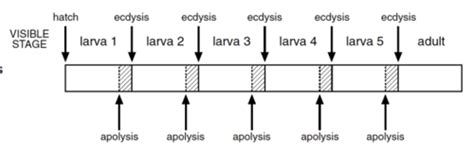 Insect Development Ii Part 1 Moulting Flashcards Quizlet
