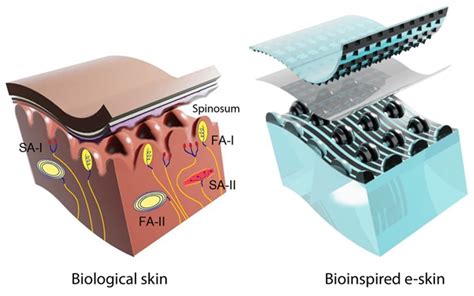 Bioinspired E Skin Detects Direction Of Applied Pressure