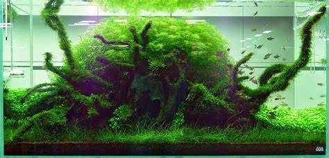 Grundlegende Formen im Aquascaping - Aqua Rebell