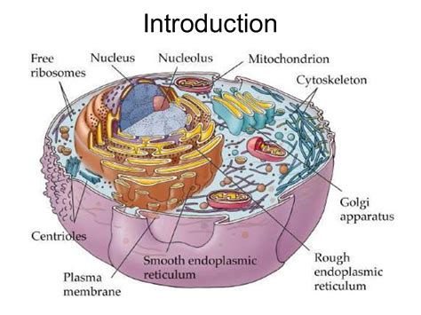 SOLUTION Basic Dna Structure Function Studypool