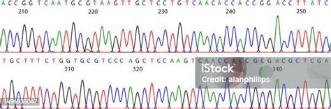 Dna Sequence Chromatogram Stock Illustration Download Image Now Dna