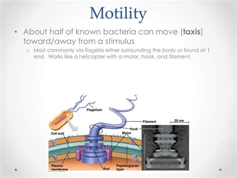 Ppt Ch 27 Bacteria And Archaea Powerpoint Presentation Free