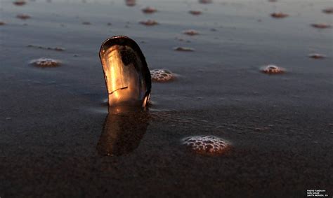 Shell Landscape Gallery