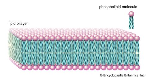 Lipid Definition Structure Examples Functions Types And Facts Britannica