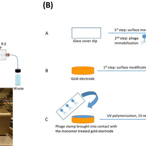 Scheme 1 A Schematic Diagram Showing The Capacitive Biosensor With
