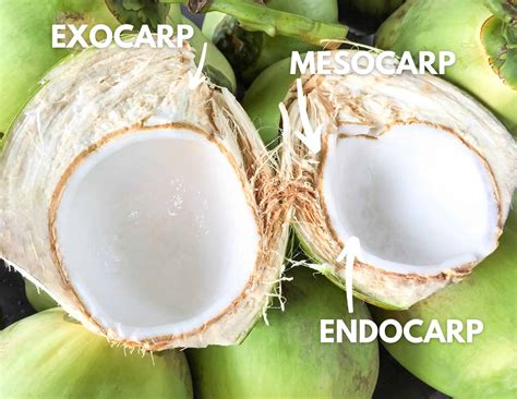 Is Coconut A Nut The Honest Spoonful
