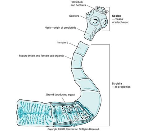 Tapeworm Diagram