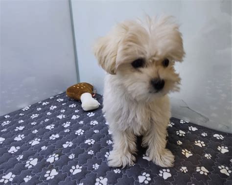 말티푸 여름 허스키 부산포메라니안분양 비숑분양 대구강아지무료분양 말티푸성견 대구말티즈분양 믹스견 포매라니안 강아지무료분양 유기견무료분양 유기묘입양 유기묘무료분양