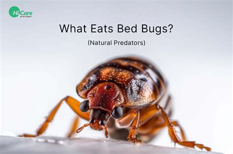 What Eats Bed Bugs Natural Predators Hicare