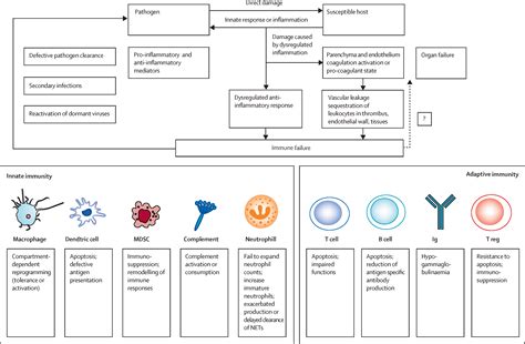 Current Gaps In Sepsis Immunology New Opportunities For Translational