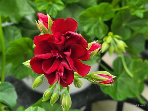 남사화훼단지 봄맞이 화원나들이 네이버 블로그