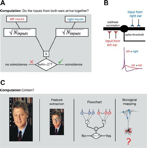 dendritic computation the task of a brainstem auditory neuron