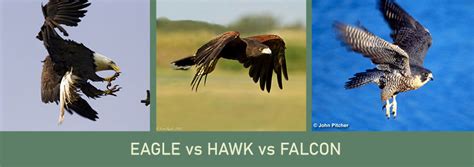 Hawk Vs Falcons Whats The Difference Birdwatching Buzz