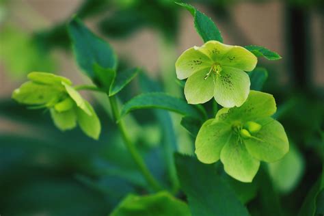 Green Flowers
