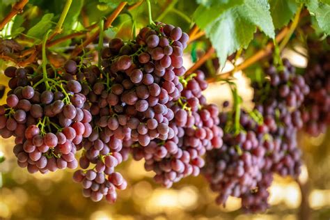 Candy Snaps Season Extended With New Variety The Packer