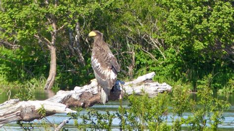 Stellers Sea Eagle Who Was Georg Wilhelm Steller Hektoen International