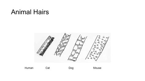 Forensics Homework Questions Chapter 345 Flashcards Quizlet