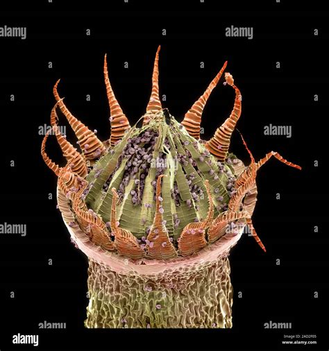 Scanning Electron Microscope Image Of Moss Spore Capsule Colourised