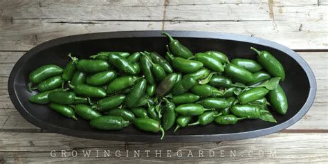 Types Of Peppers Pepper Varieties Growing In The Garden