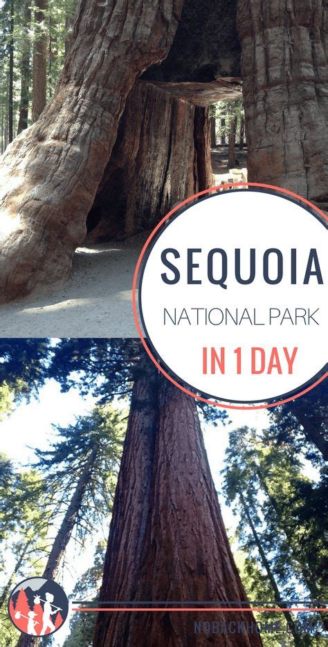 12 Top Rated Hiking Trails In California Planetware Sequoia