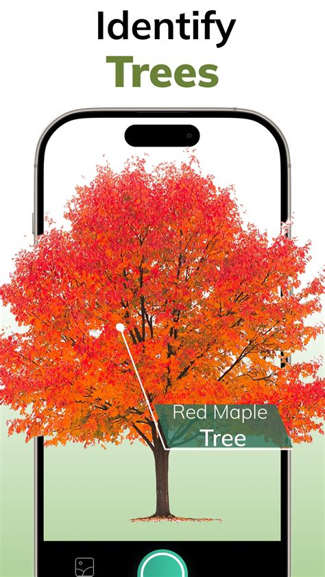 Ai Tree Identifier Id Trees For Iphone Download