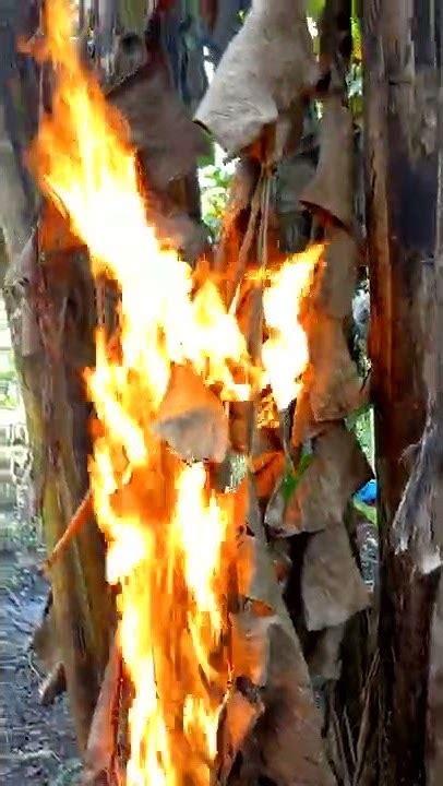 Membakar Daun Pisang Yang Sudah Kering Mengerikan Youtube
