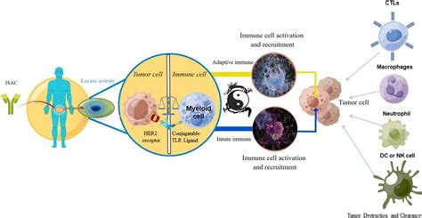 Immune Stimulatory Antibody Conjugates Cd Bioparticles