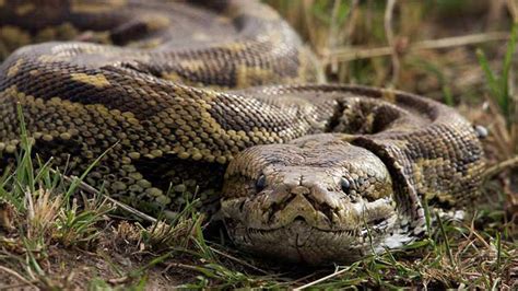Man Charged With Smuggling Pythons In His Pants At Us Border Dunya News