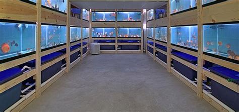 Discus Fish For Sale Discus Fish Aquarium