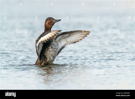 Ferruginous Duck Aythya Nyroca Single Adult Female Flapping Wings While Swimming On Fresh
