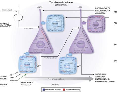 A Schematic Diagram Of Pyramidal Cells Triangular And Gabaergic